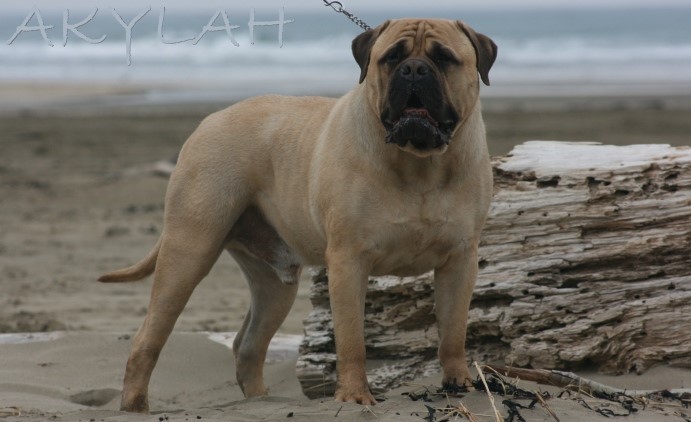 Akylah Bullmastiffs - Akylah Issi Noho